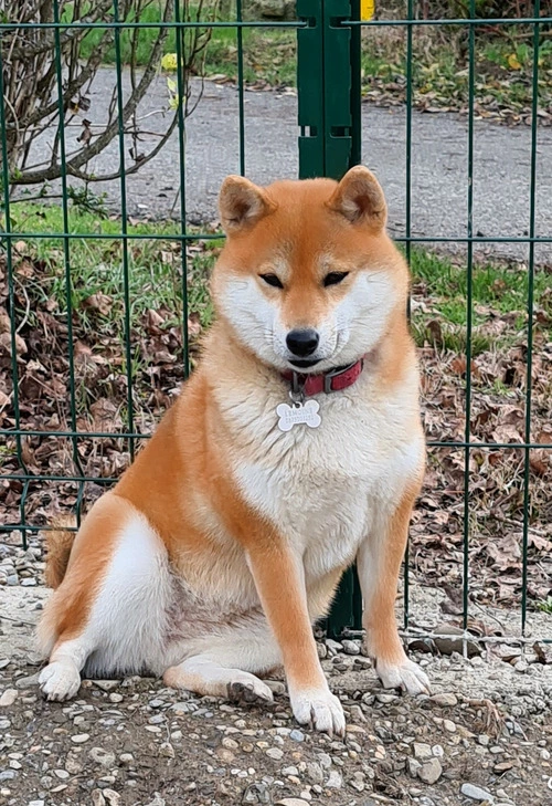 Les Femelles Shiba de l'élevage Saruta Hiko