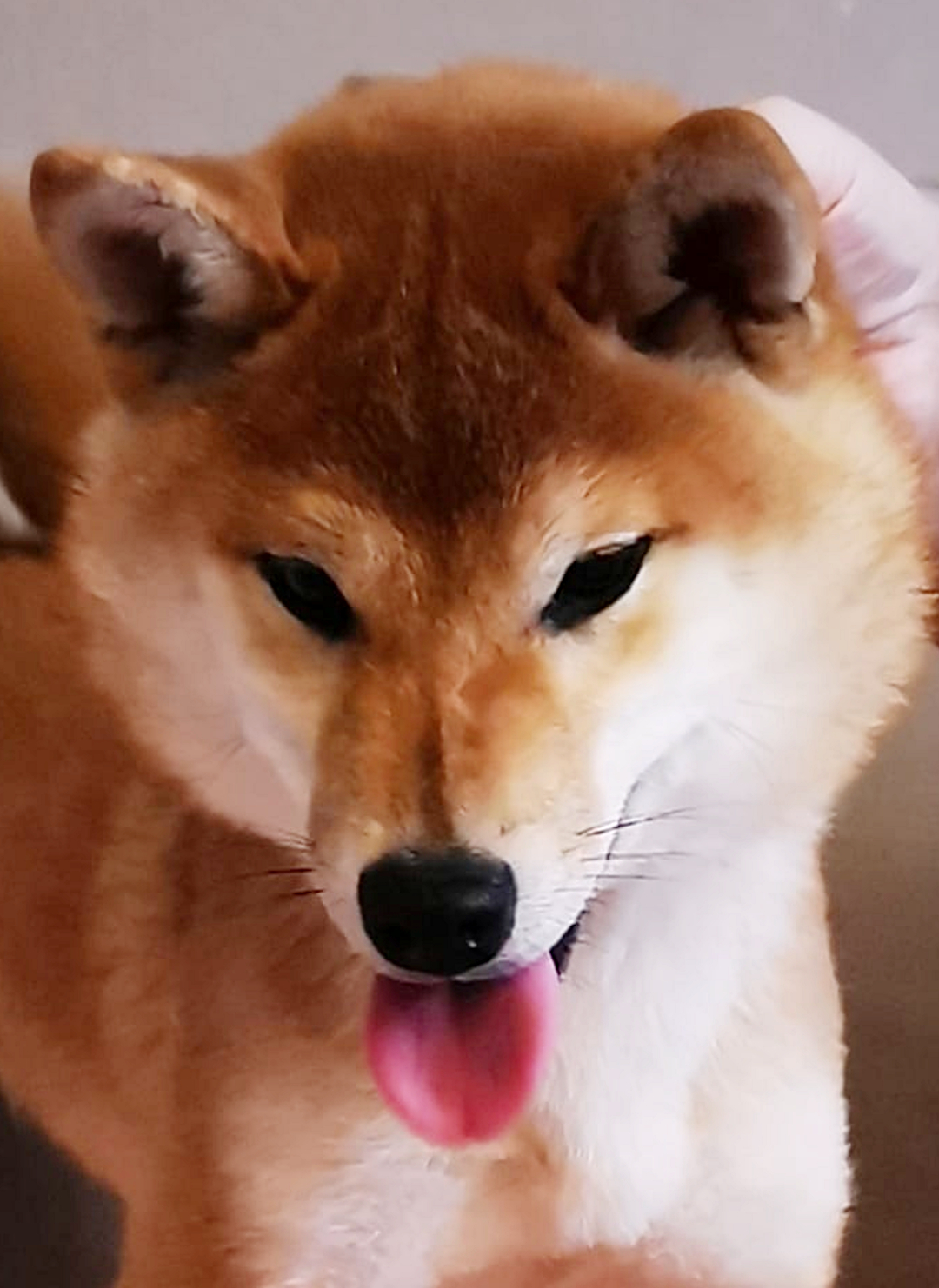 Les Femelles Shiba de l'élevage Saruta Hiko