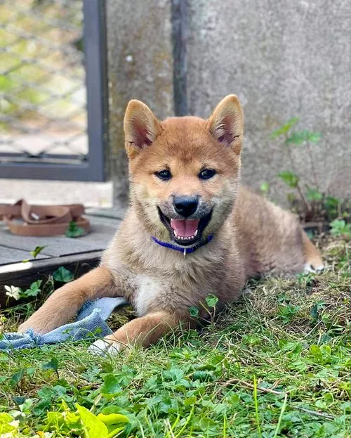 Histoire, caractéristiques, éducation, santé et standard du Shiba Inu